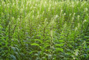 Where Do Sesame Seeds Come From? | Sesame Plant Guide