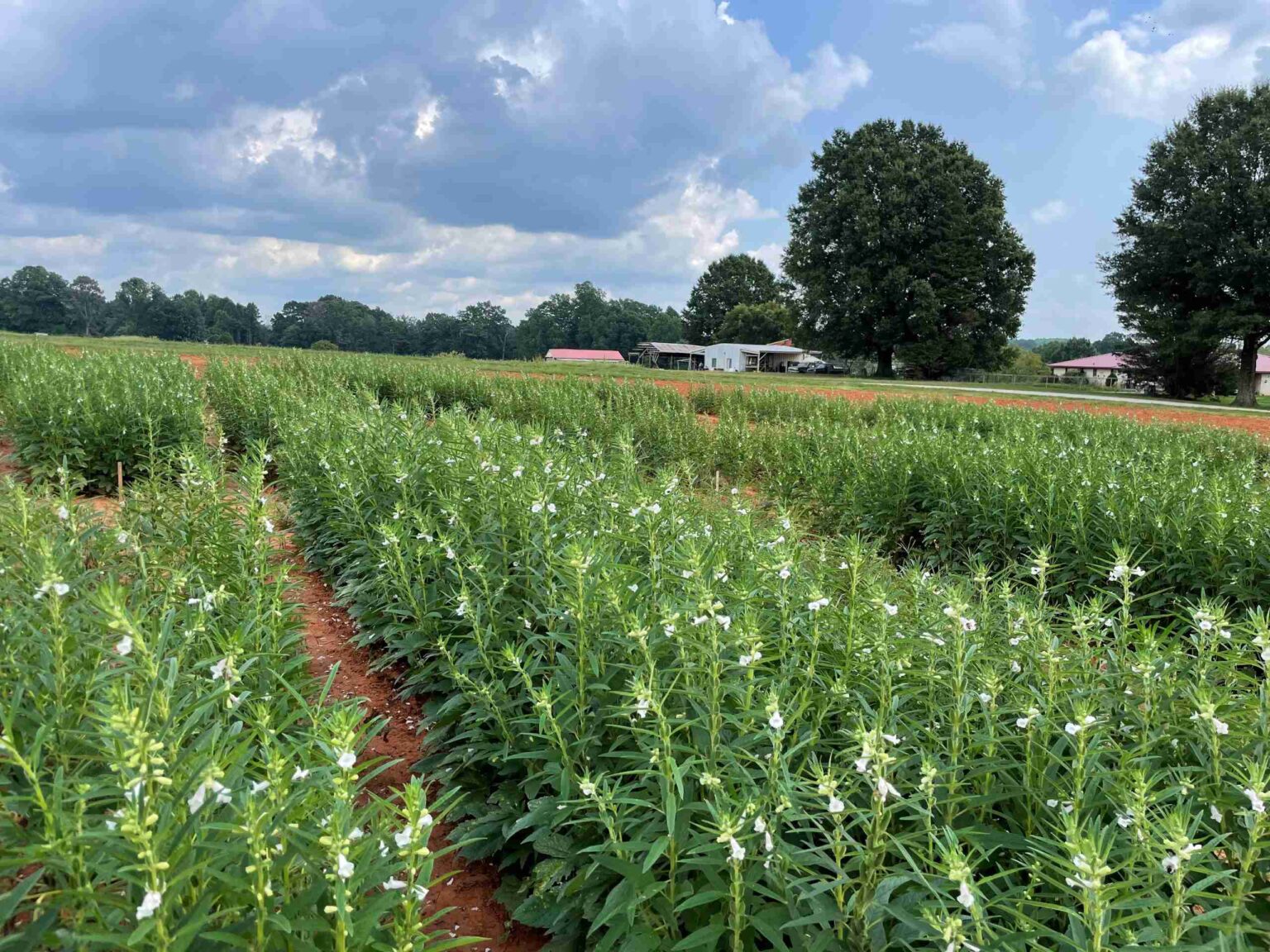 Where Do Sesame Seeds Come From? | Sesame Plant Guide