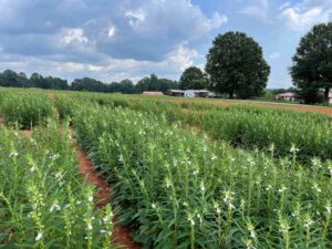 Where Do Sesame Seeds Come From? | Sesame Plant Guide