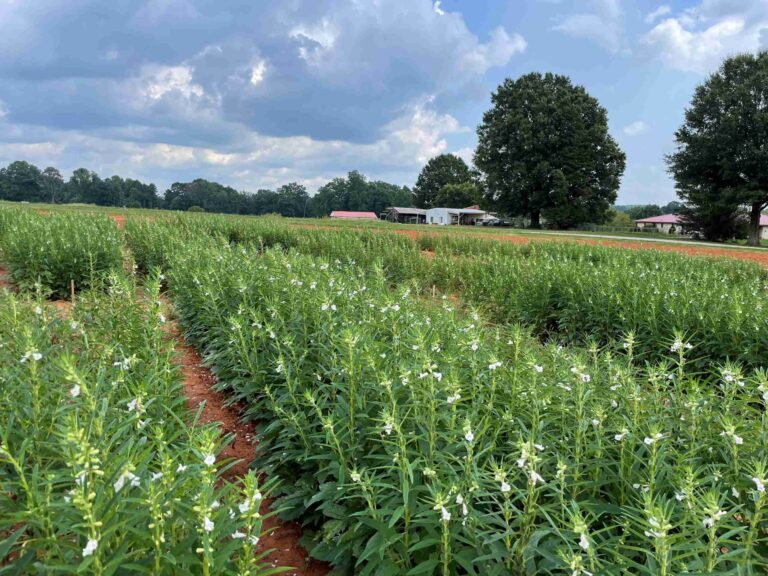 Where Do Sesame Seeds Come From? | Sesame Plant Guide